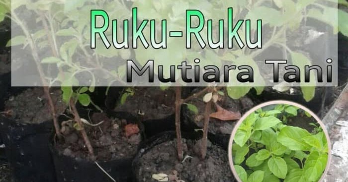 Mutiara Tani - Jual Bibit Ruku-ruku Unggul - Tips dan Trick