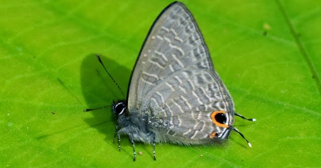 The Forested Path (and Beyond): BUTTERFLIES of RAUB: The Pointed Line ...