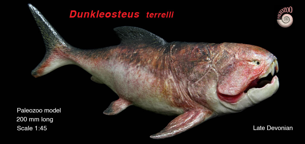 Matt's Sci/Tech Blog: Review: A wonderful Dunkleosteus model from Paleozoo