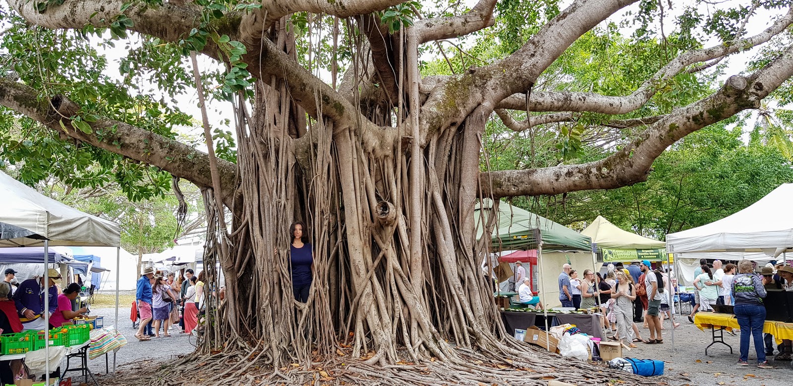 jaro gruber ;-): UNESCO heritage DAINTREE rainforest ~ queensland ...
