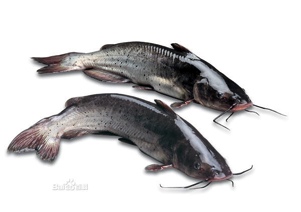 A.A.S TANZANIA : COMMON FISH SPECIES CULTURED IN TANZANIA