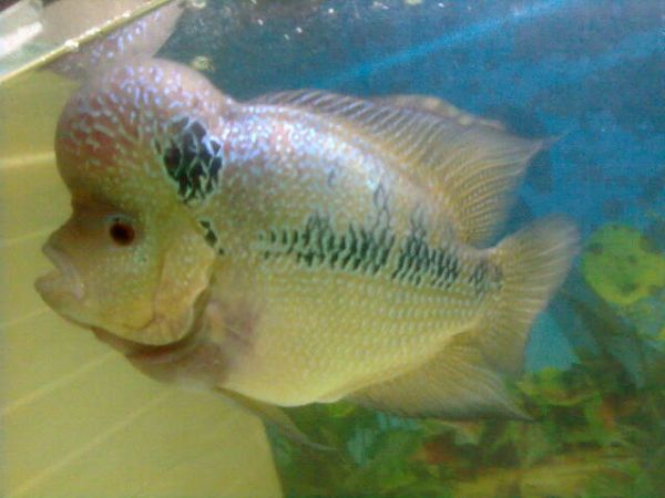 Flowerhorn The Hybrid Cichlids: Jenong/Nong-nong/ganong Louhan
