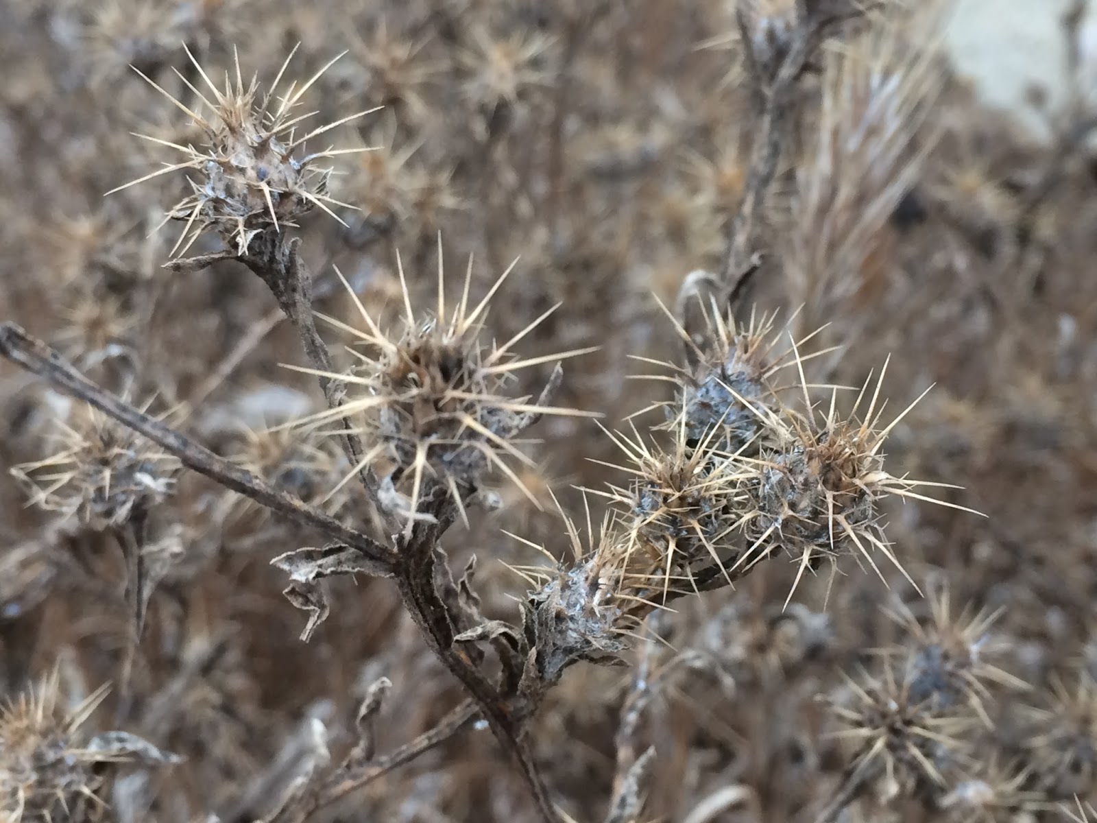 Wildwood Wildflowers