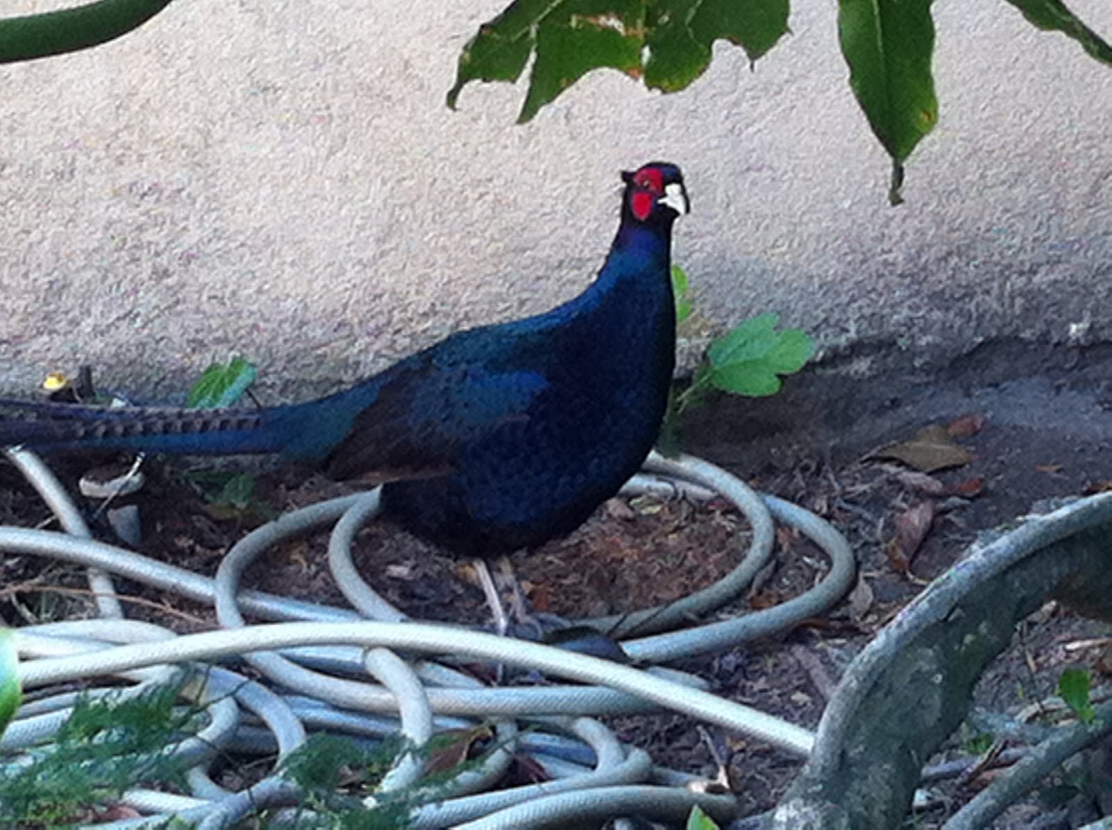 The Woodland Bop: Melanistic Mutant Pheasant