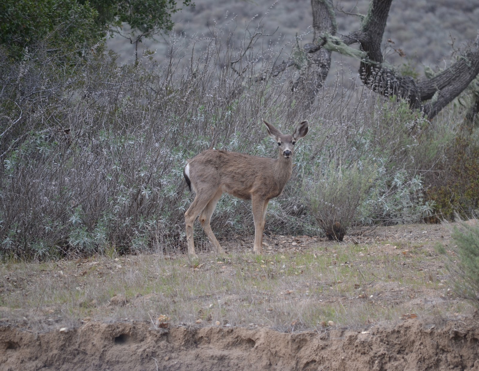 The Species of Santa Barbara: California Mule Deer