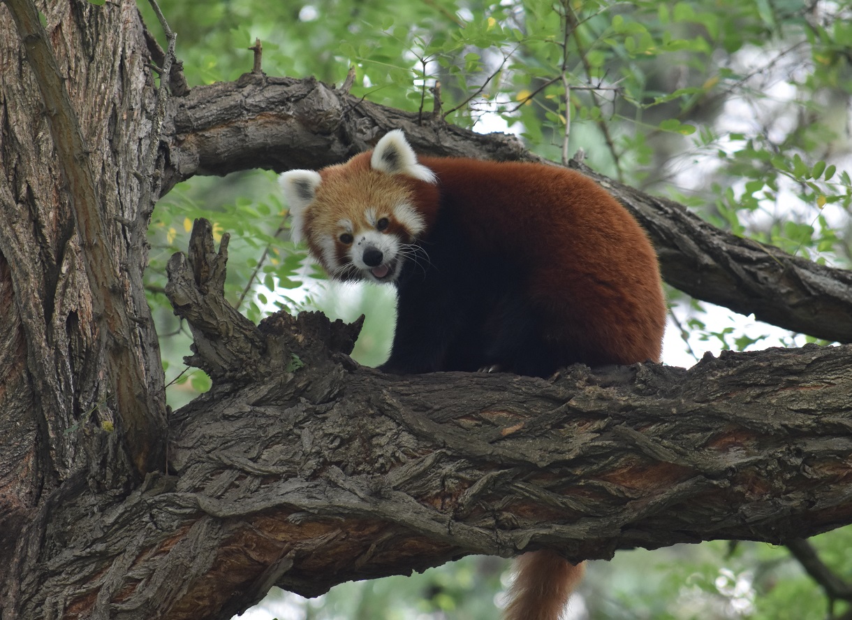 ZOOTOGRAFIANDO (6.100 ANIMALS): PANDA ROJO O PANDA MENOR / RED PANDA ...