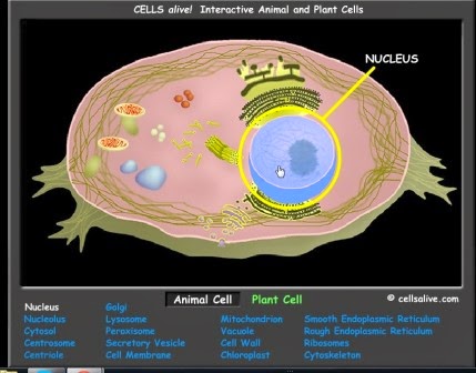 GENERAȚIA VIITORULUI : Cells alive !Interactive Animal and Plant Cells