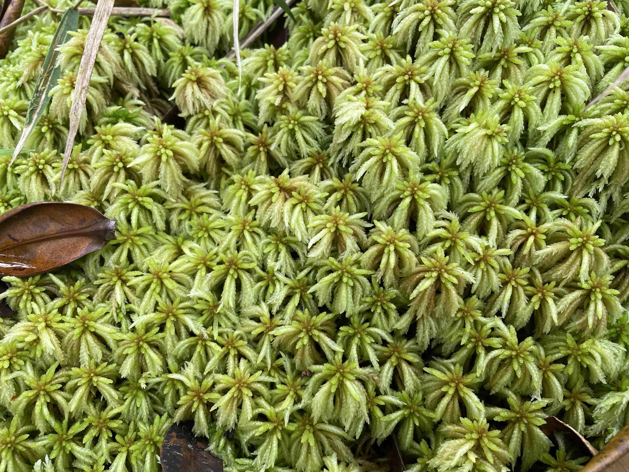 Flora de Puerto Rico Ilustrada Papo Vives: SPHAGNACEAE SPHAGNUM