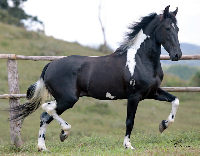 Cavalo Uma Paixão: ENTENDENDO AS NECESSIDADE NUTRICIONAIS DE UM CAVALO