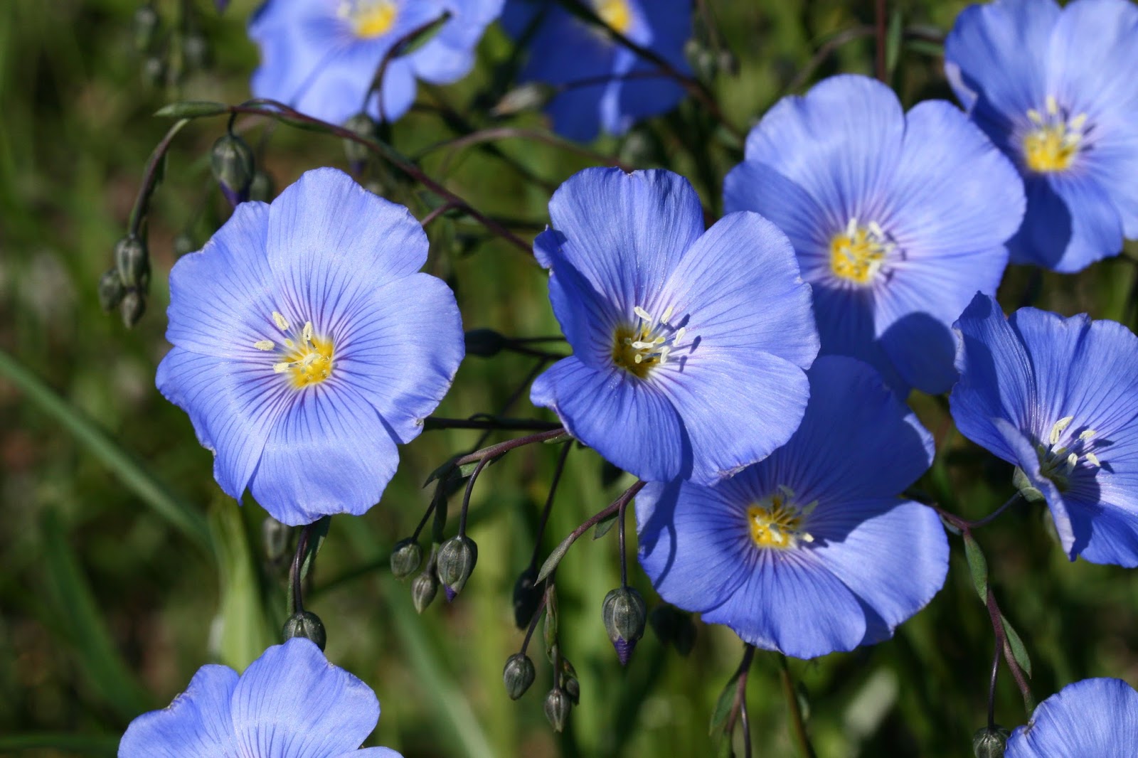 From a Tuscan Hillside: Cabbages and Flax