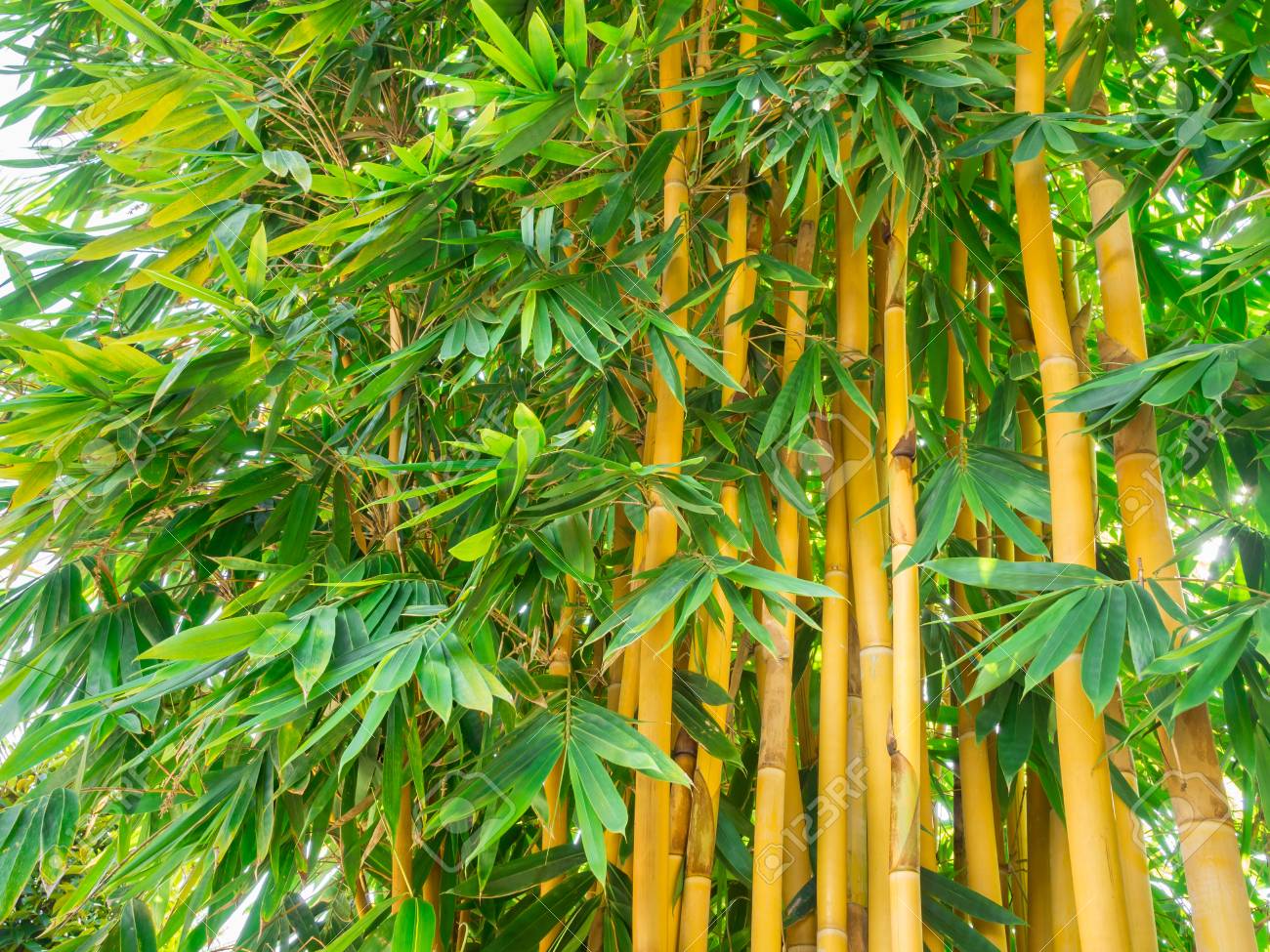 Home And Garden : Bambusa vulgaris