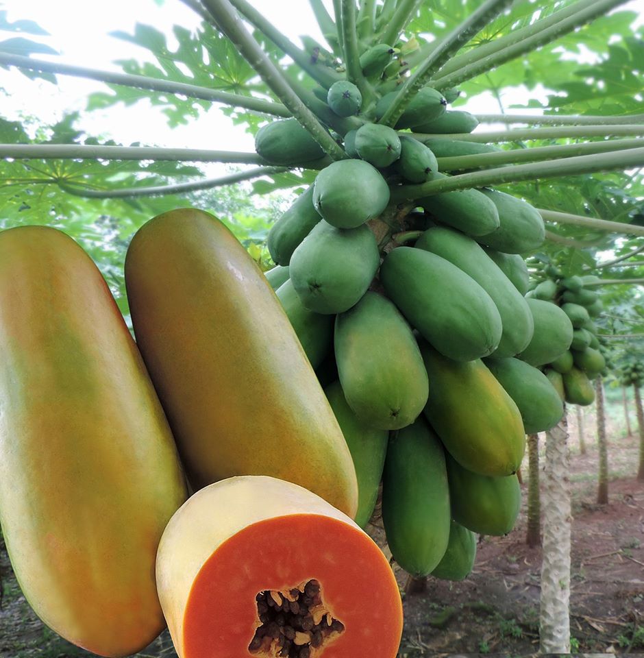Jenis-Jenis Pepaya Unggul Yang Enak dan Populer di Masyarakat - KiatKu.com