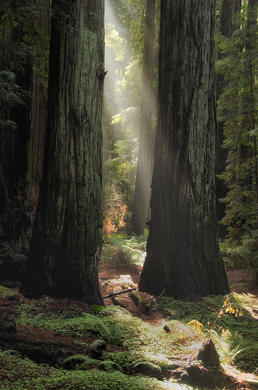 moss images: Northern California Trees