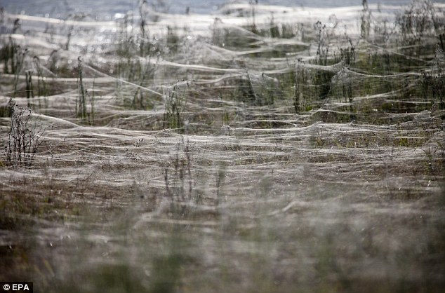 Clancy Tucker's Blog: 5 August 2020 - AUSTRALIAN TOWN COVERED IN SPIDER ...