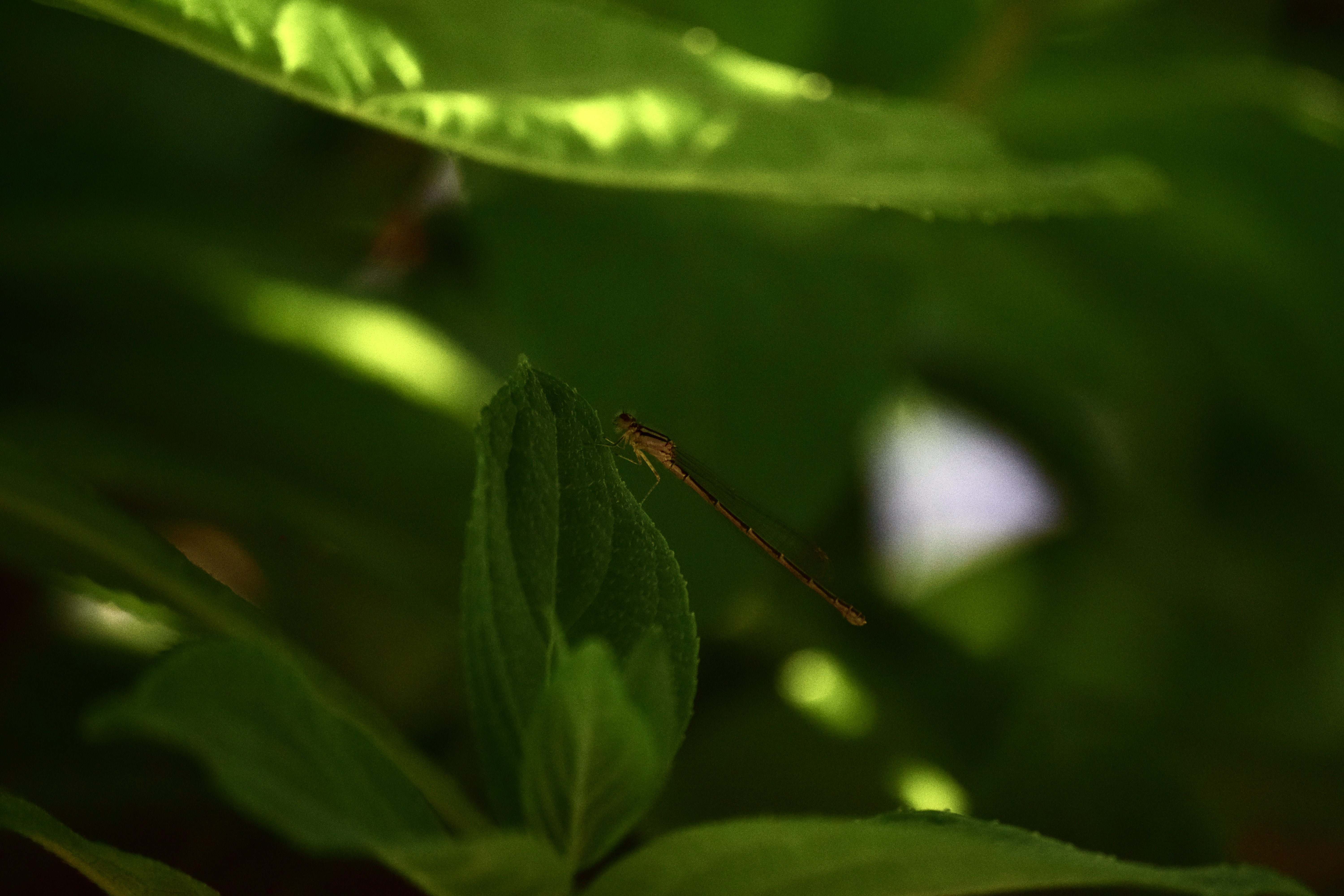 Jericho, Vermont Photos: Jericho, Vermont has cool bugs!