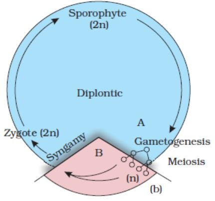 Plant Kingdom - Notes | Class 11 | Part 6: Plant Life cycles and ...