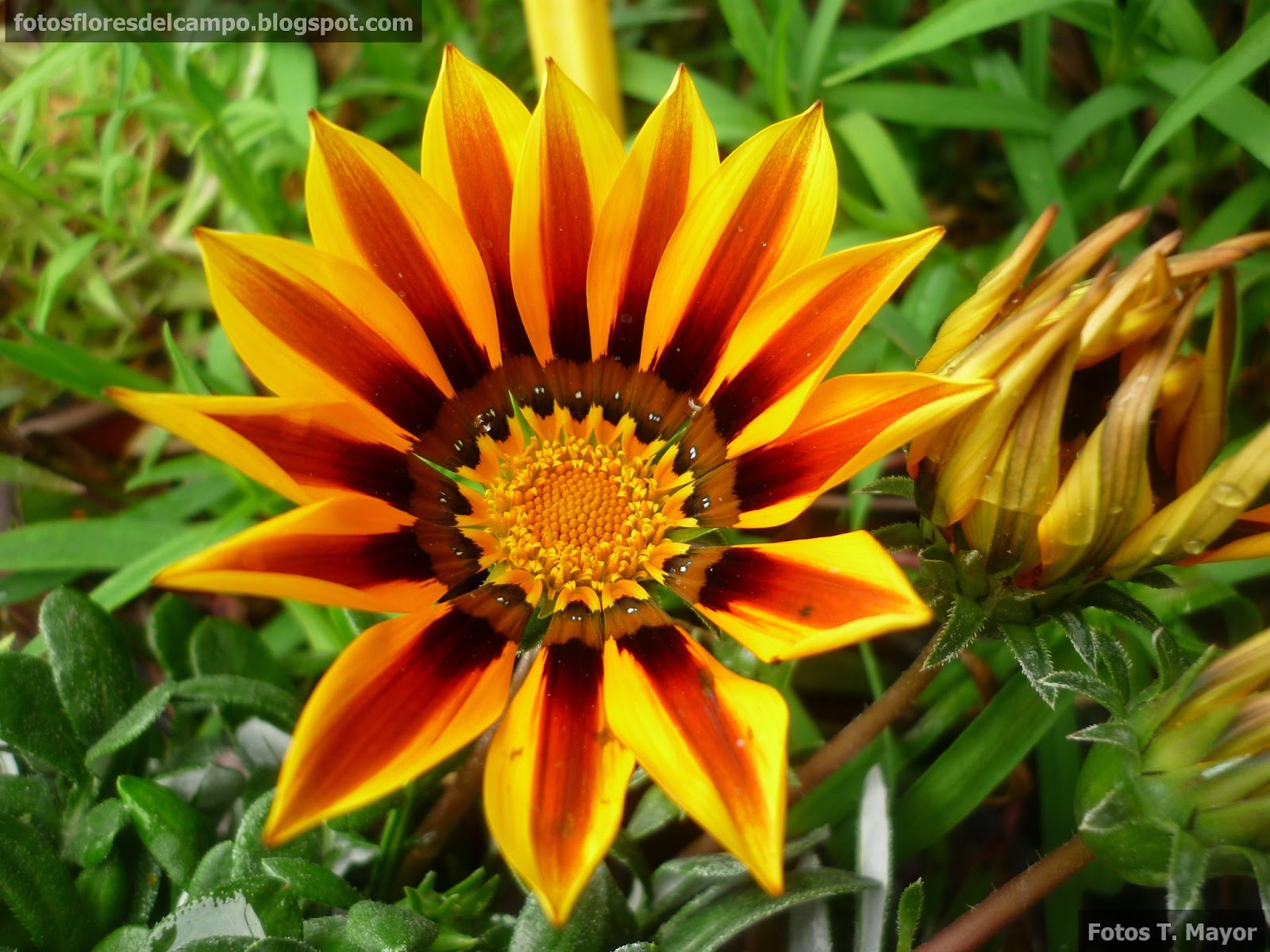 Flores y plantas silvestres: " Gazania x hybrida, Gazania splendens ...