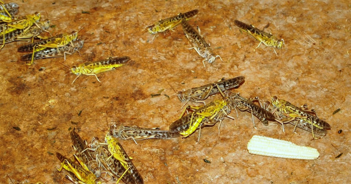 Professor P.Brain's blog: Insect Plagues?