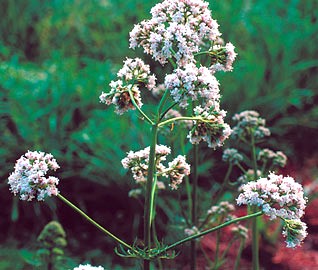 Growing Hermione's Garden: Valeriana officinalis - Valerian