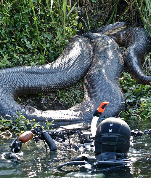 Man Braves The Waters To Swim With Deadly 26-foot Anaconda ~ DIAMONDZ ...