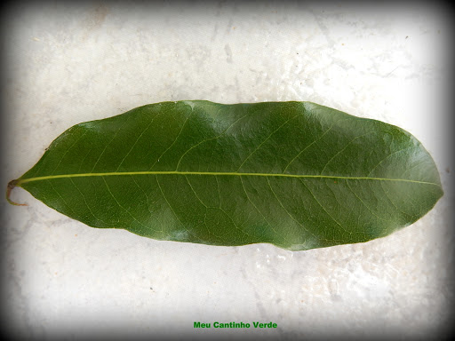 Meu Cantinho Verde: OITI - (Licania tomentosa)