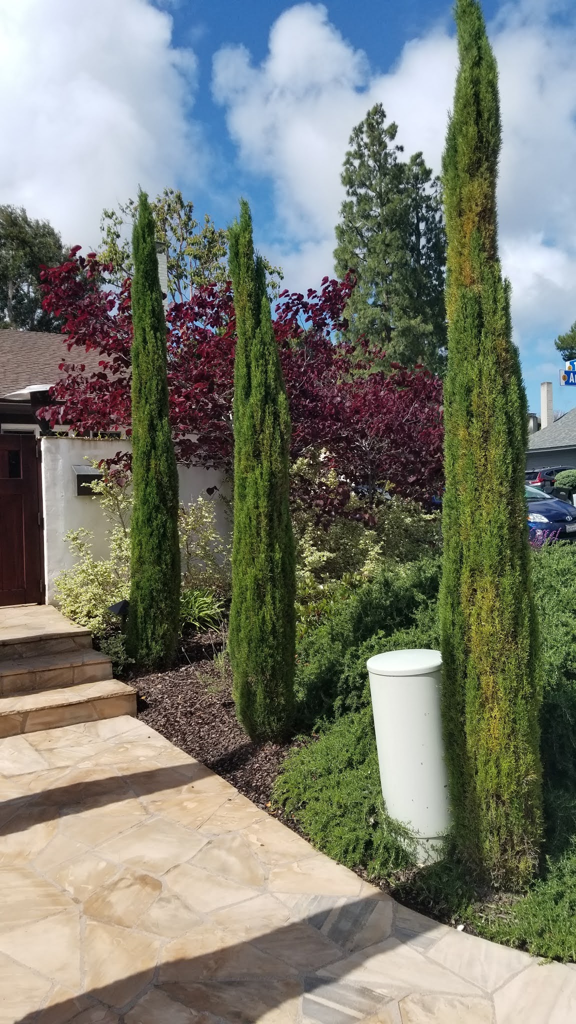 The 2 Minute Gardener: Photo - Tiny Tower Juniper