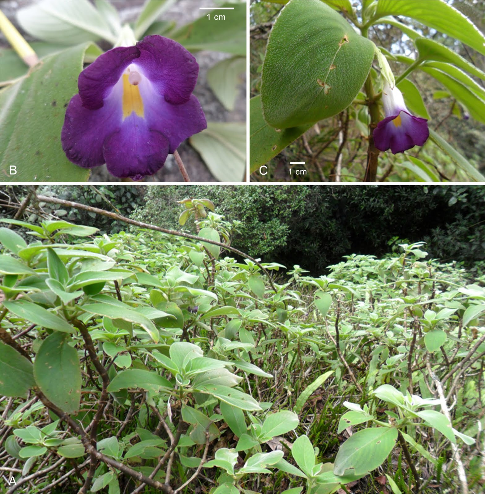 Species New to Science: [Botany • 2016] Henckelia wijesundarae • A New ...