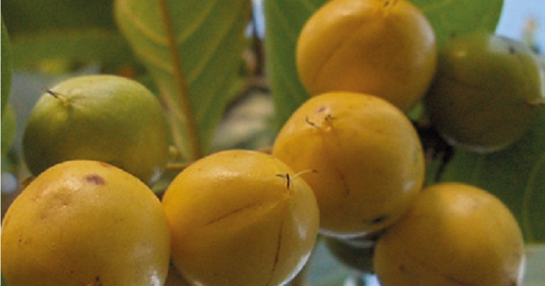 Nanche (Byrsonima crassifolia, (L) Rich.)