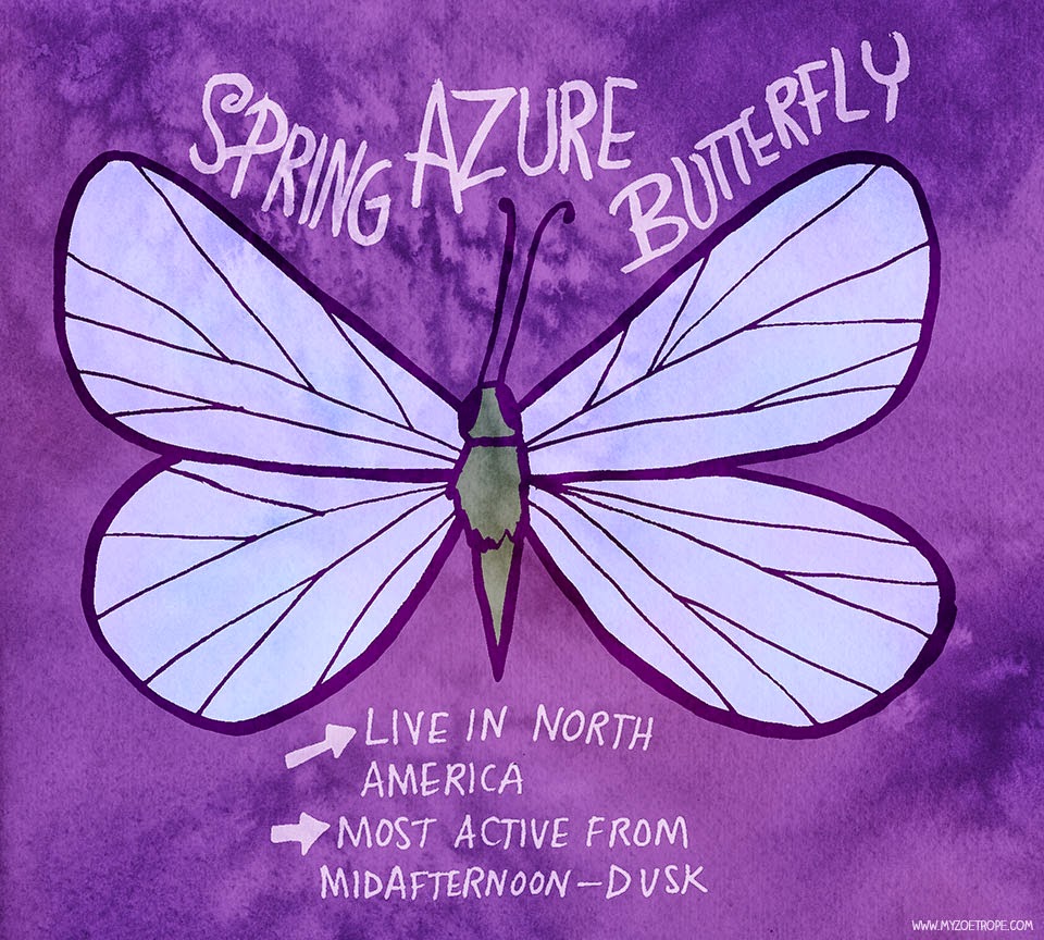 My Zoetrope: 265: Spring Azure Butterfly