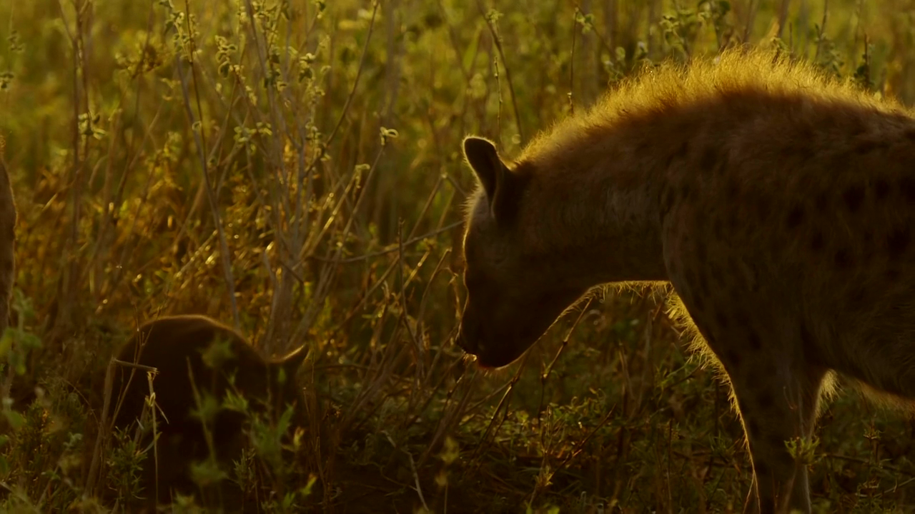 Asadal: BBC Animals Behaving Badly Series 1/3: The Mating Game