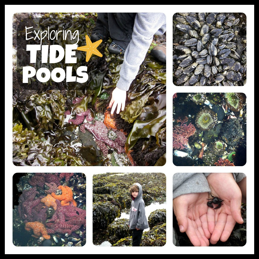 Mama's Little Muse: Exploring Tide Pools