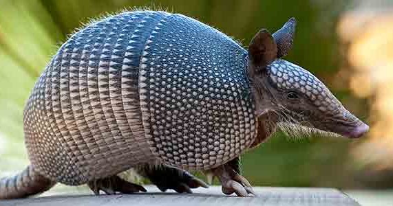Armadillo - Characteristics, Habitat, Behaviour, Diet and Images