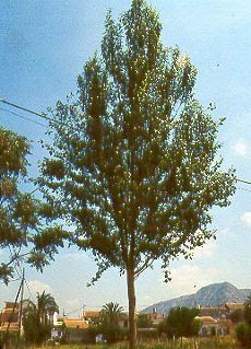 Green world: LAS PLANTAS