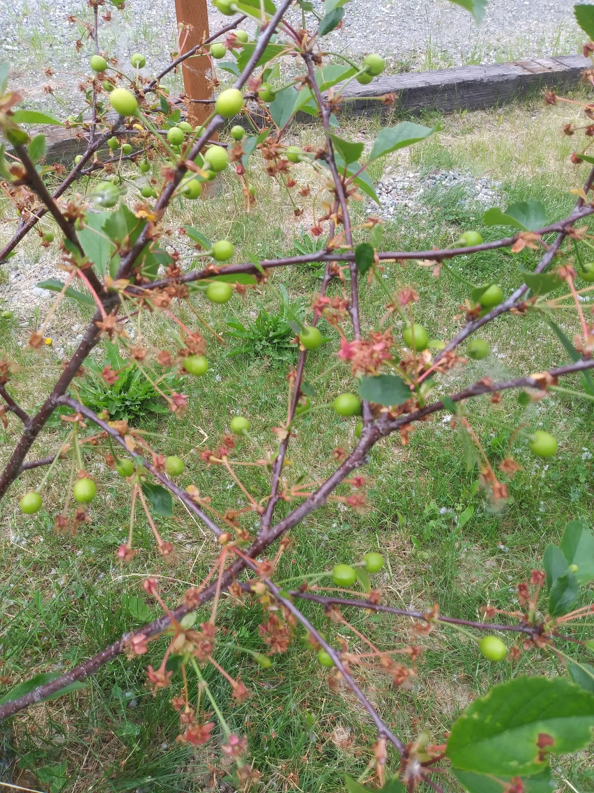 Courageous Joy: Mini-Orchard Update