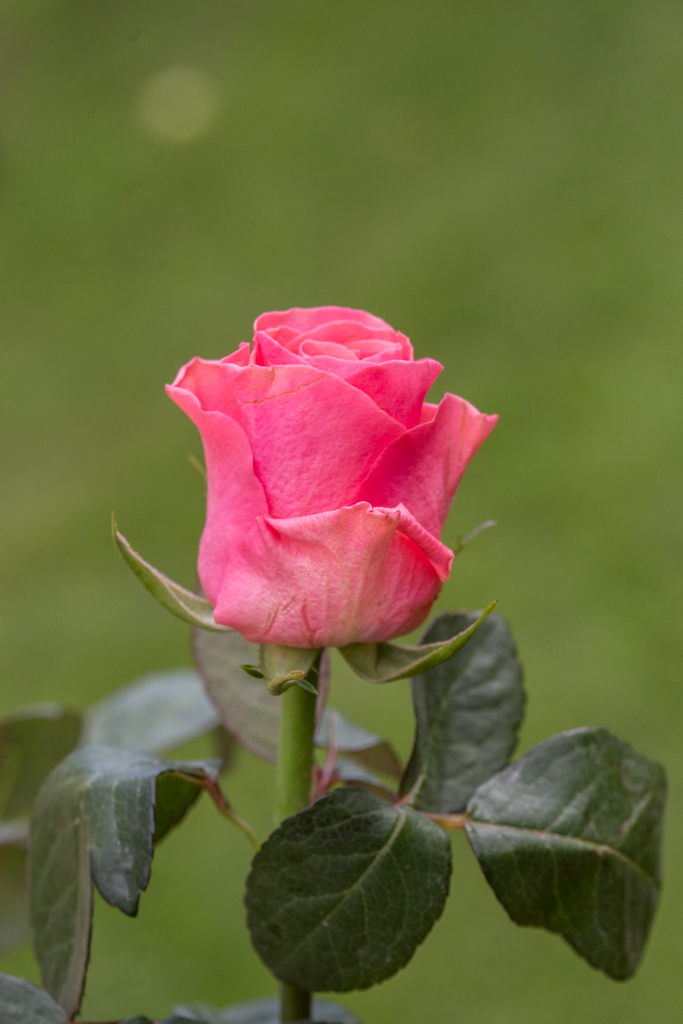 Pildid siit ja sealt: Lilled ehk siis roosid