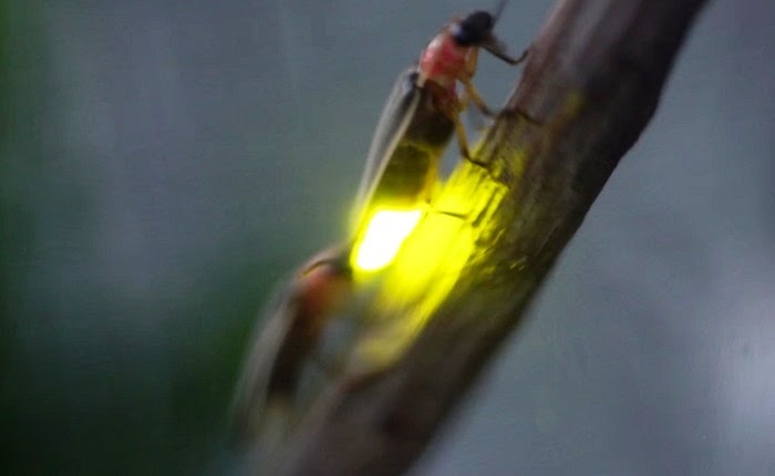 How and why do Fireflies Glow? What does science say about this amazing phenomenon ...