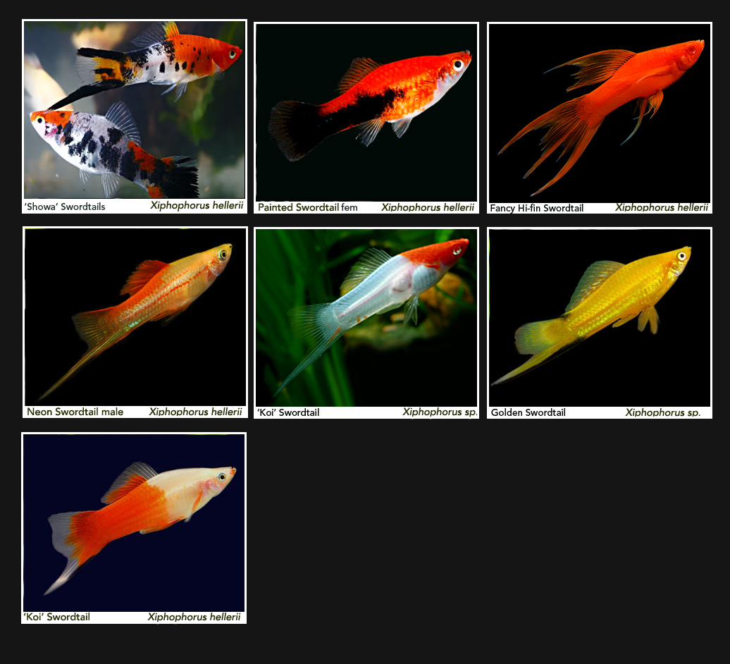 Fins Over Fur: Best Fish for beginners: the community Aquarium Part III