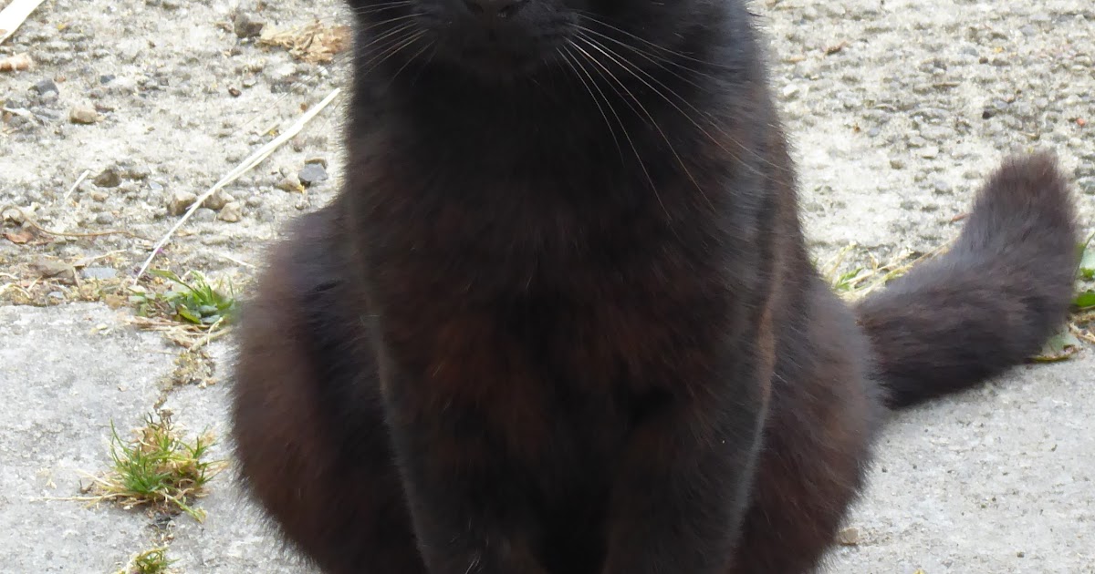 Codlinsandcream2: Photos of Whitby-cat at long last