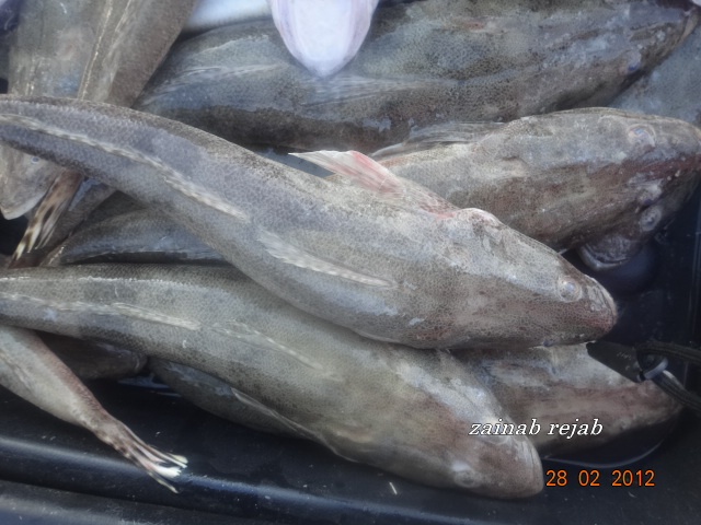 segalanya tentang kehidupan laut dan sungai: Ikan baji