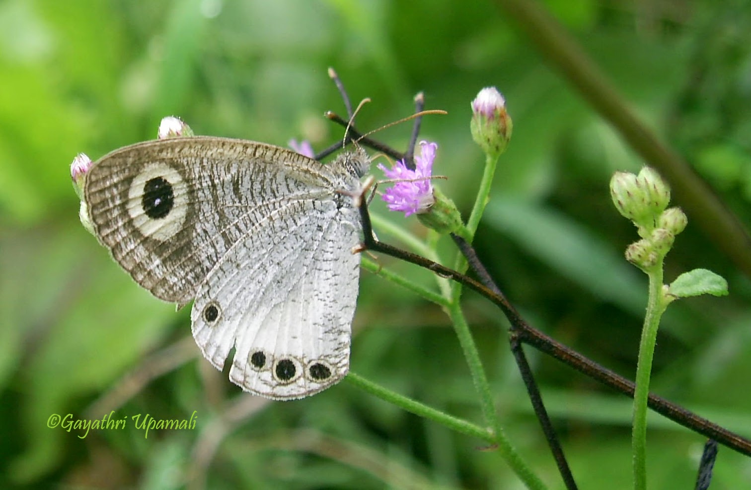 Chasing The Dreams: White Four-ring (Ypthima Ceylonica)