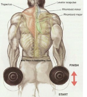 The Top Exercises For The back muscles ~ multiple fitness