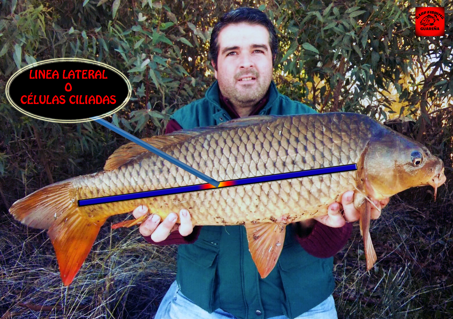 La Línea Lateral de los Peces