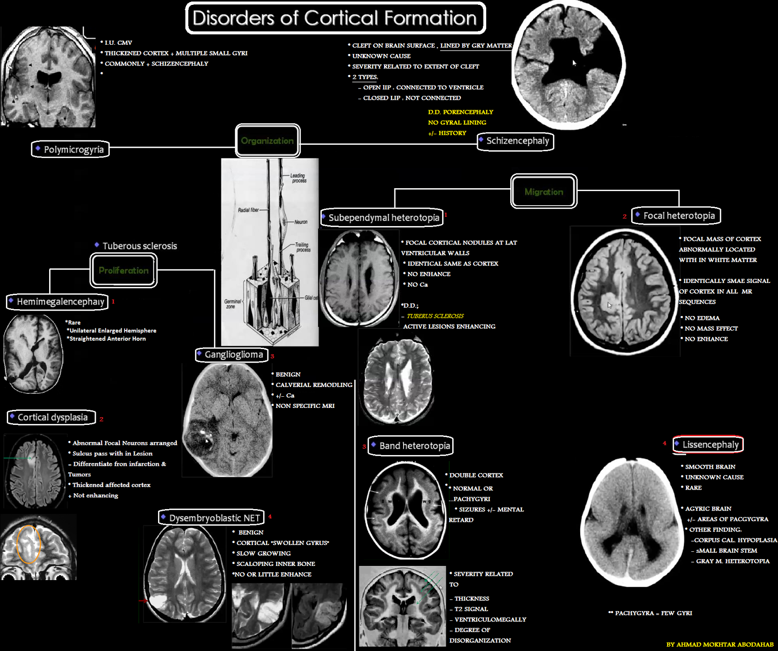 STUDENTS OF PROF.MAMDOUH MAHFOUZ: CORTICAL FORMATION - 1 SLIDE LECTURE