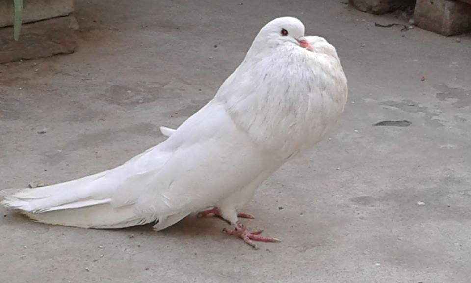 World of Pigeons and Doves: Old German Cropper ( Altdeutsche Kröpfer )