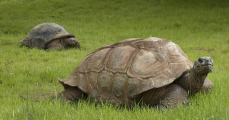 Kura Kura Raksasa Aldabra