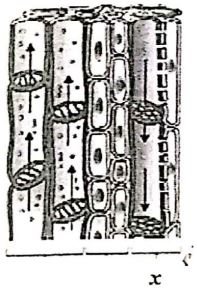 Pembahasan Soal UN Biologi 2019 Nomor 11 (Jaringan Xylem dan Floem ...