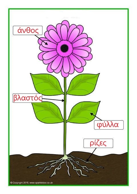 Παίζω και μαθαίνω: ΤΑ ΦΥΤΑ
