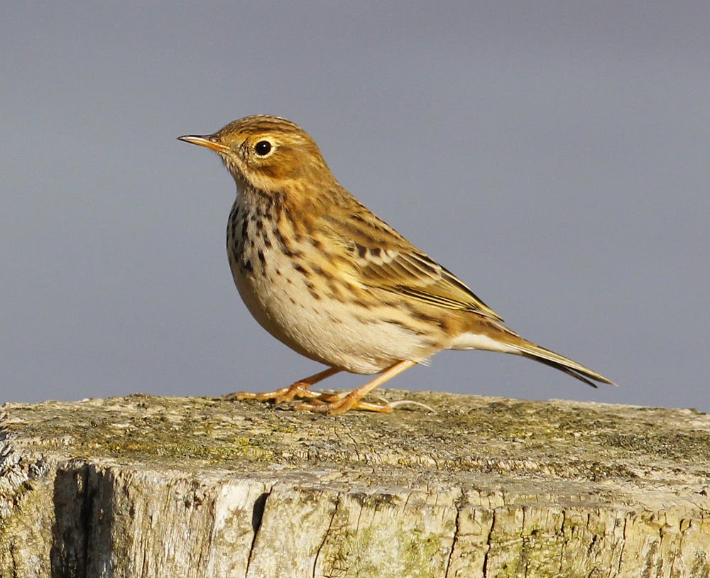 Another Bird Blog: Are You Having A Laugh?