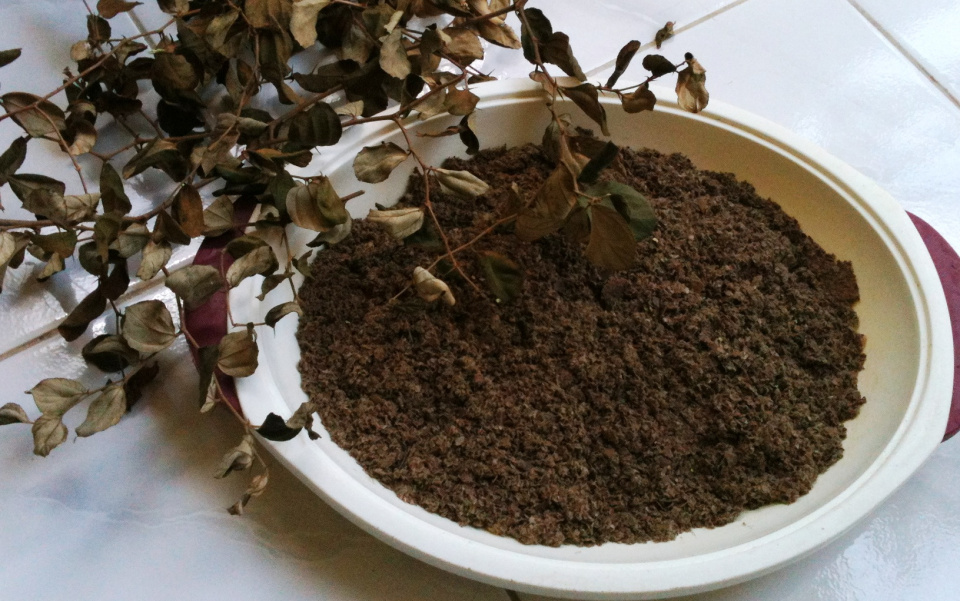 Daun Bidara yang ternyata menyimpan banyak khasiat untuk kesehatan ...