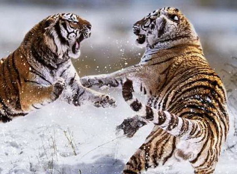 Free Wallpapers: Animals Struggle For Existence Darwin